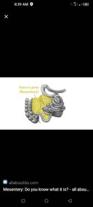 New Organ Discovered In The Human Body - The Port City News