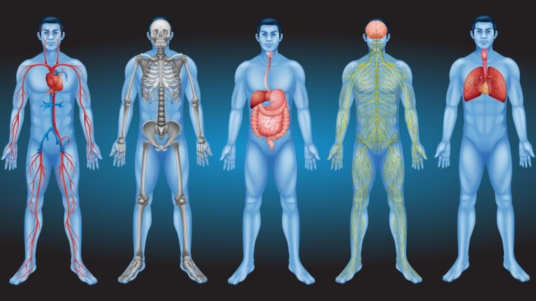 New Organ Discovered In The Human Body - The Port City News